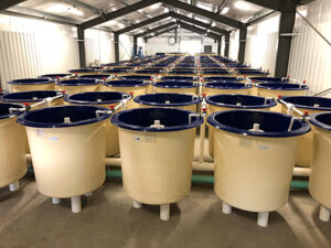 Aquaculture | DT Fiberglass | Aquaculture Fiberglass Solutions